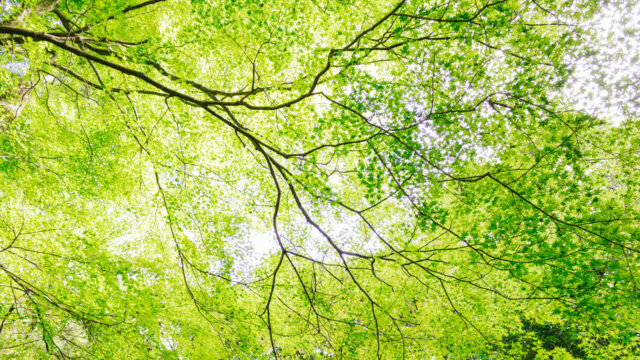 6C3や6P3の計算方法・意味・答え・違いは？【組み合わせと順列：数学】｜おでかけラボ